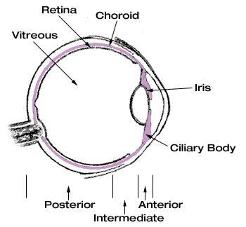 Uveitis – Symptoms and Treatments for Uveitis : Bausch + Lomb